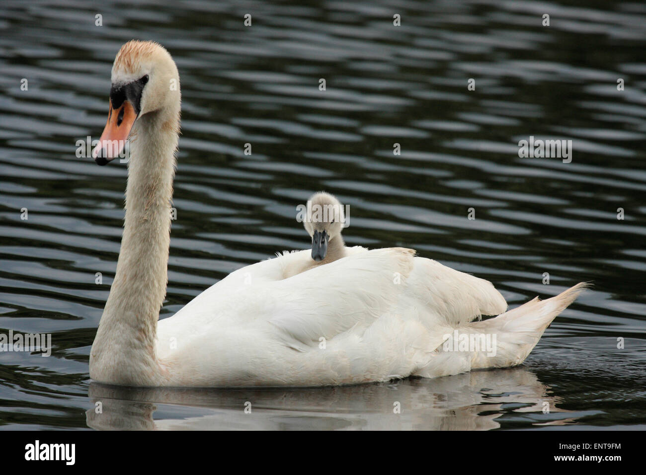 Cygnets rearing hi-res stock photography and images - Alamy
