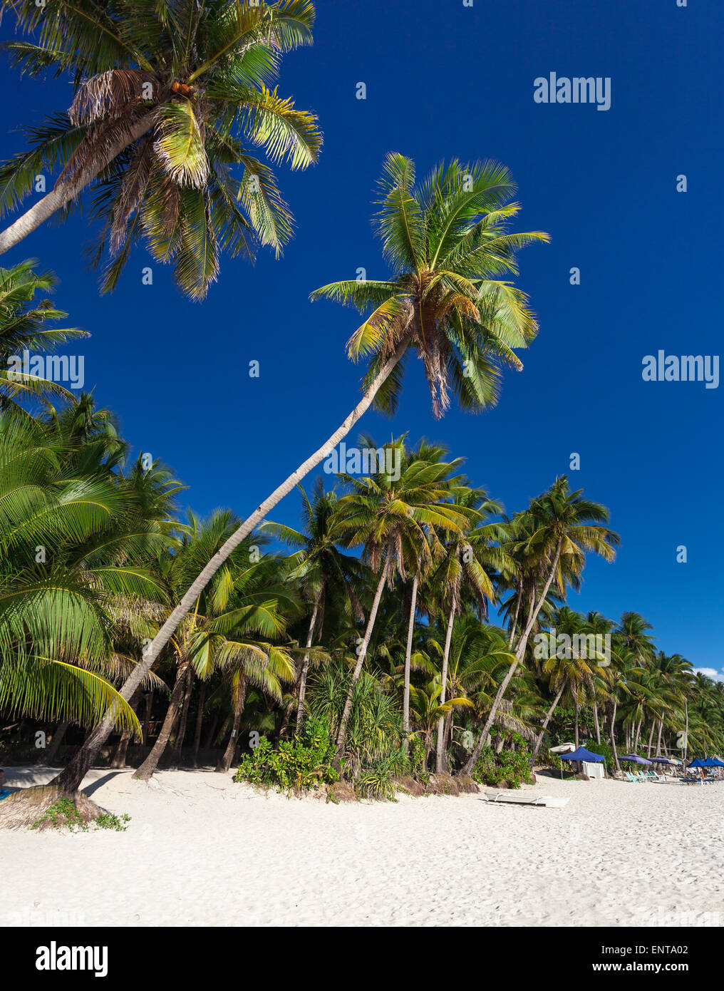 Philippines trees hi-res stock photography and images - Alamy
