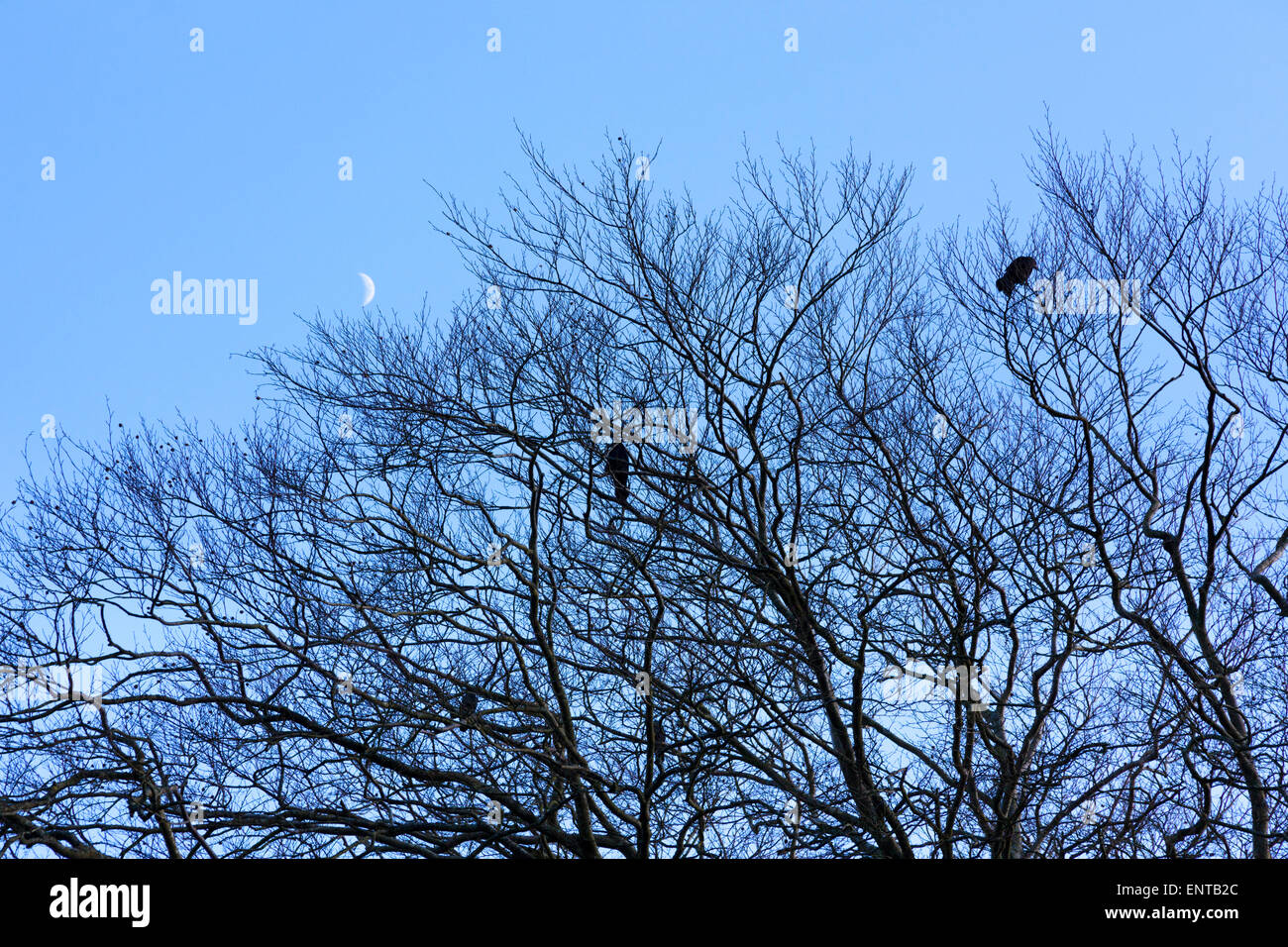 The moon rising over a potential rookery, Devon UK Stock Photo - Alamy