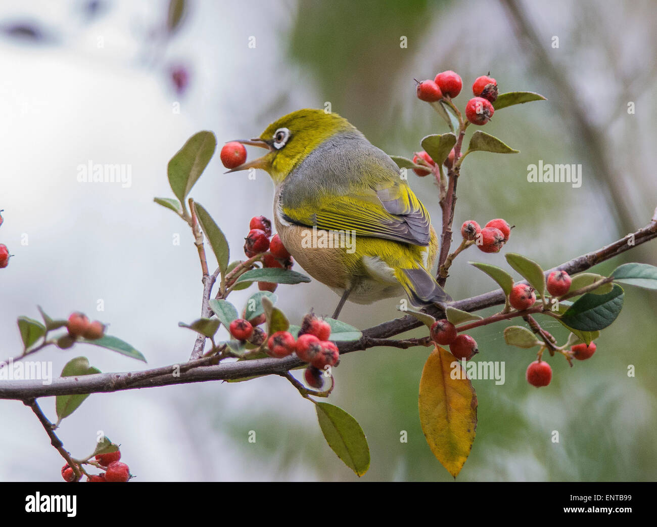 Silvereye bird eating red berries Stock Photo - Alamy