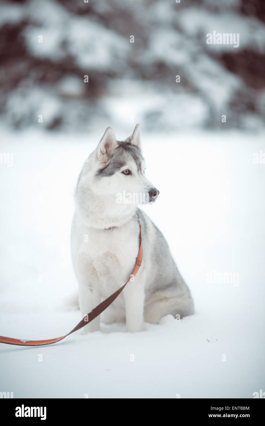 Siberian climate hi-res stock photography and images - Alamy