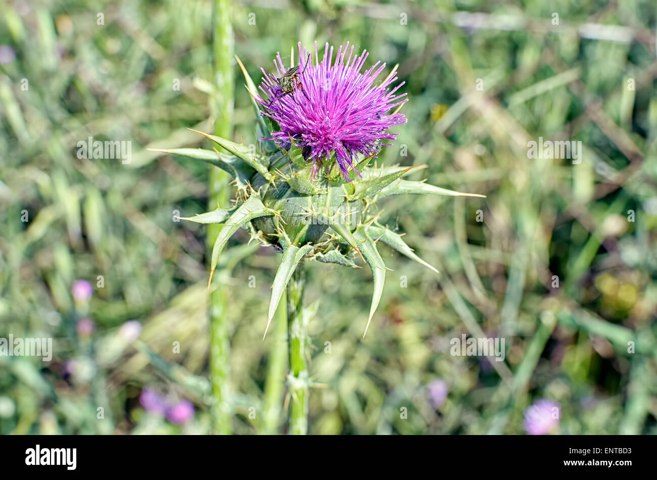 Insect is picking pollen, from a beautiful violet flower of thistle ...