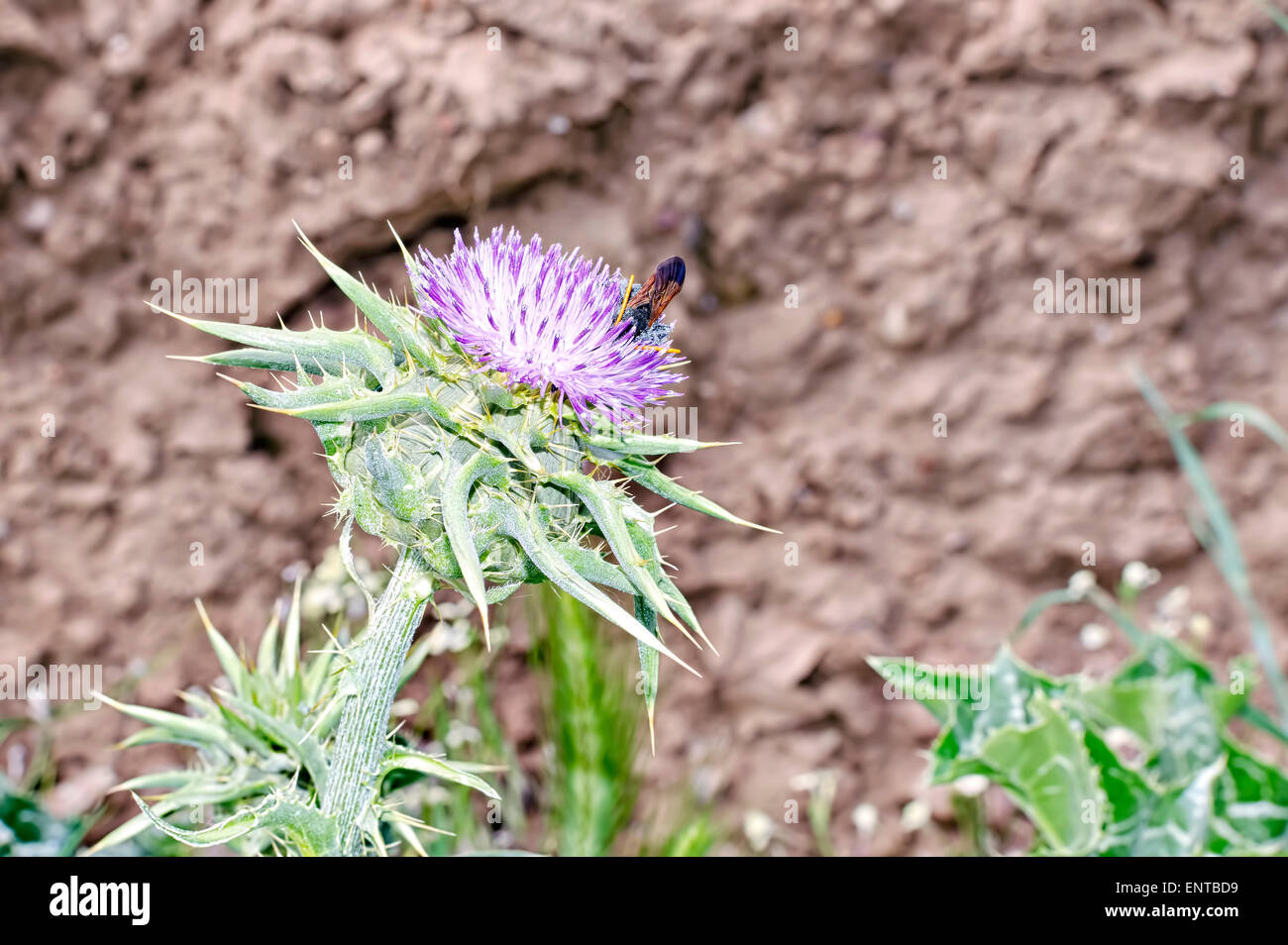 Insect is picking pollen, from a beautiful violet flower of thistle ...