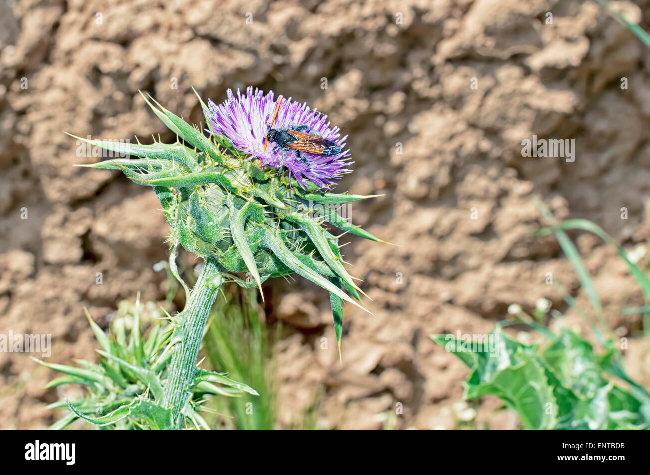 Insect is picking pollen, from a beautiful violet flower of thistle ...