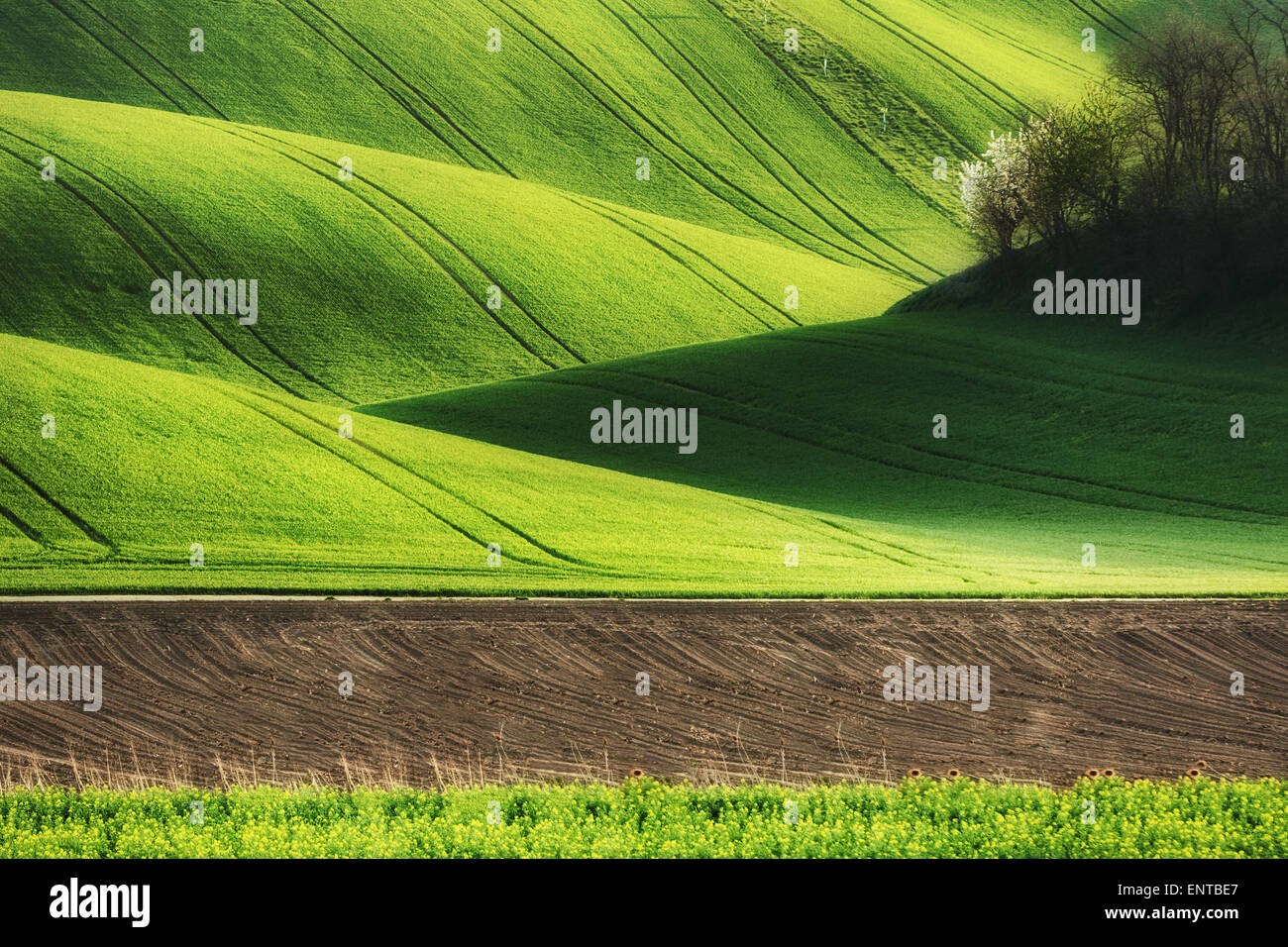 Lines and waves fields Stock Photo - Alamy
