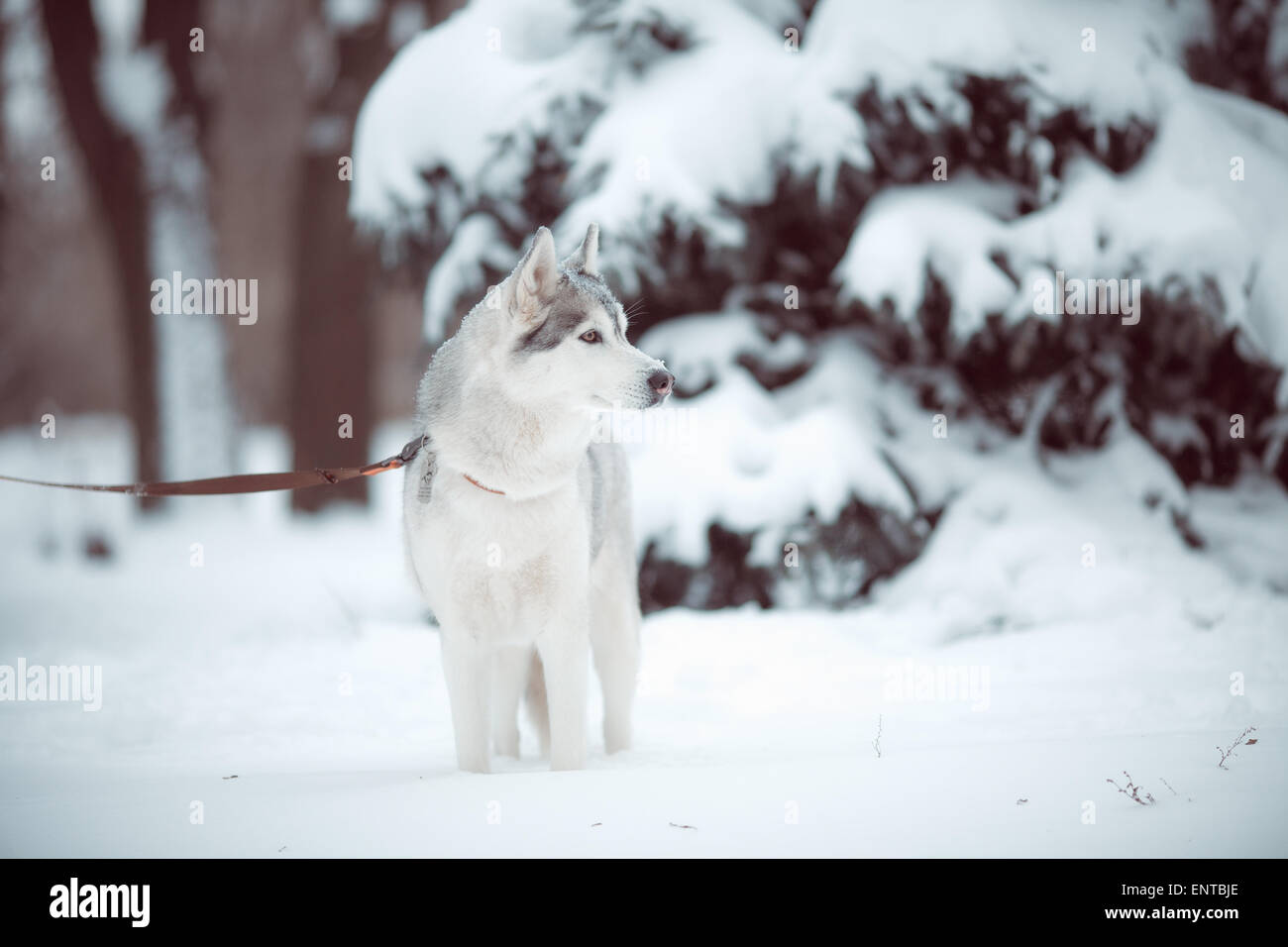 Husky with muzzle hi-res stock photography and images - Alamy