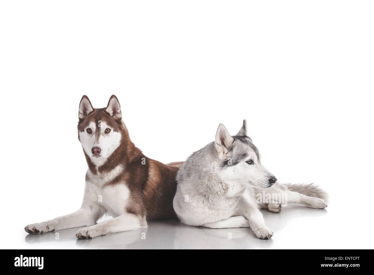 Siberian husky isolated hi-res stock photography and images - Alamy