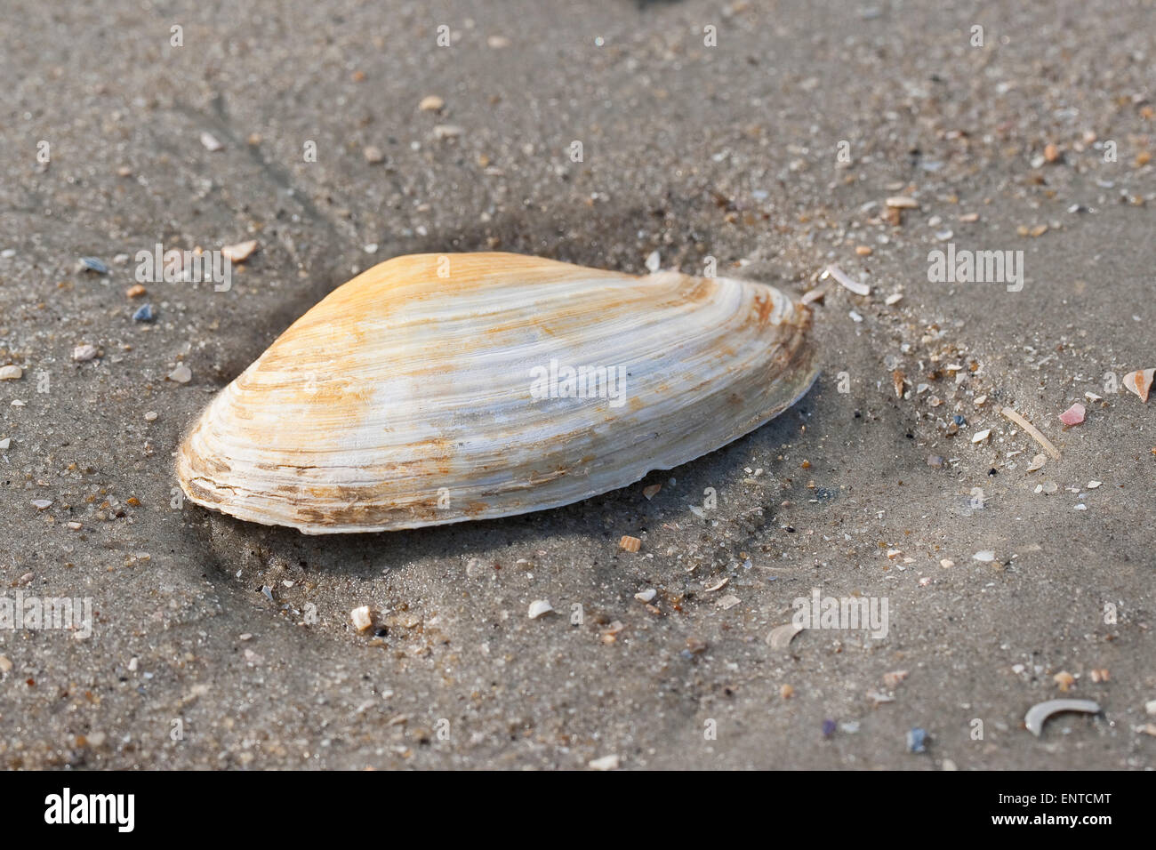 Soft-shell clams, steamers, softshells, piss clams, Sandklaffmuschel ...