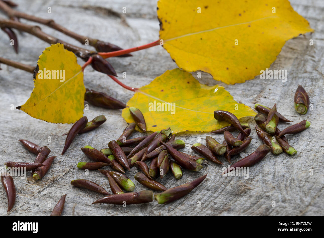 Balsam poplar, bud, buds, Balsam-Pappel, Balsampappel, harzige Knospen ...