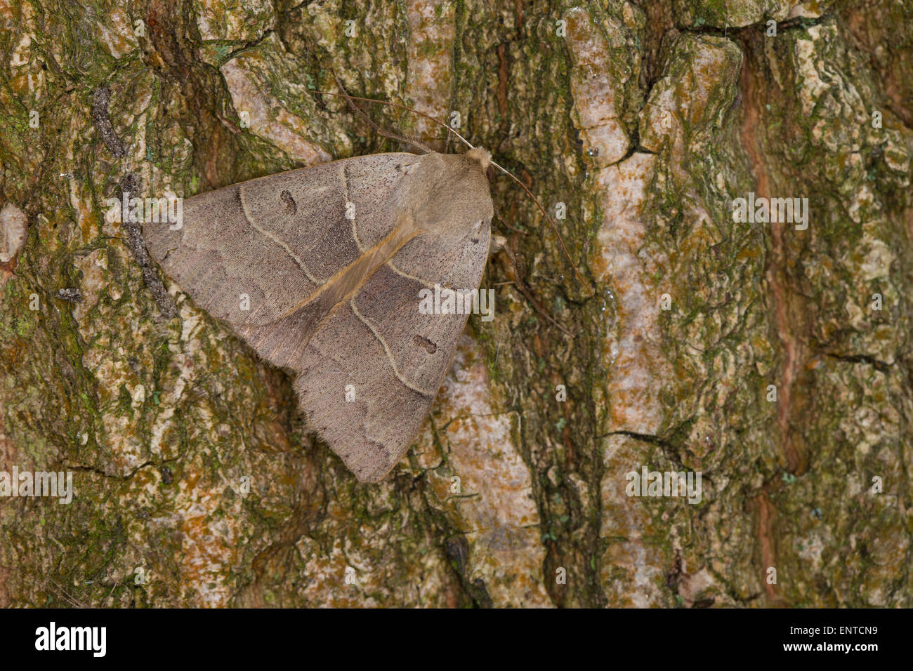 Lunar moth hi-res stock photography and images - Alamy
