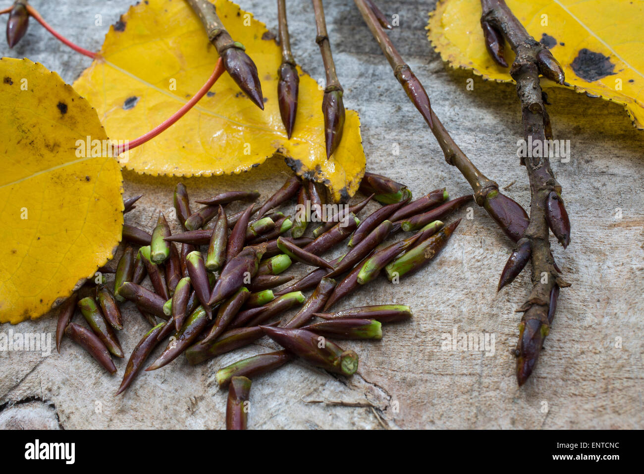 Balsam poplar, bud, buds, Balsam-Pappel, Balsampappel, harzige Knospen ...