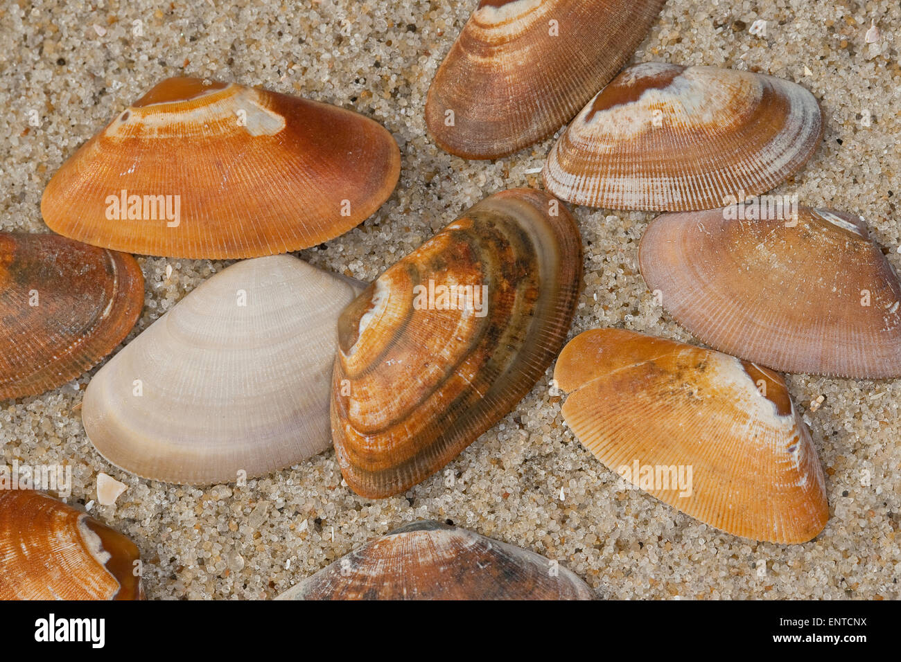 Donax vittatus hi-res stock photography and images - Alamy