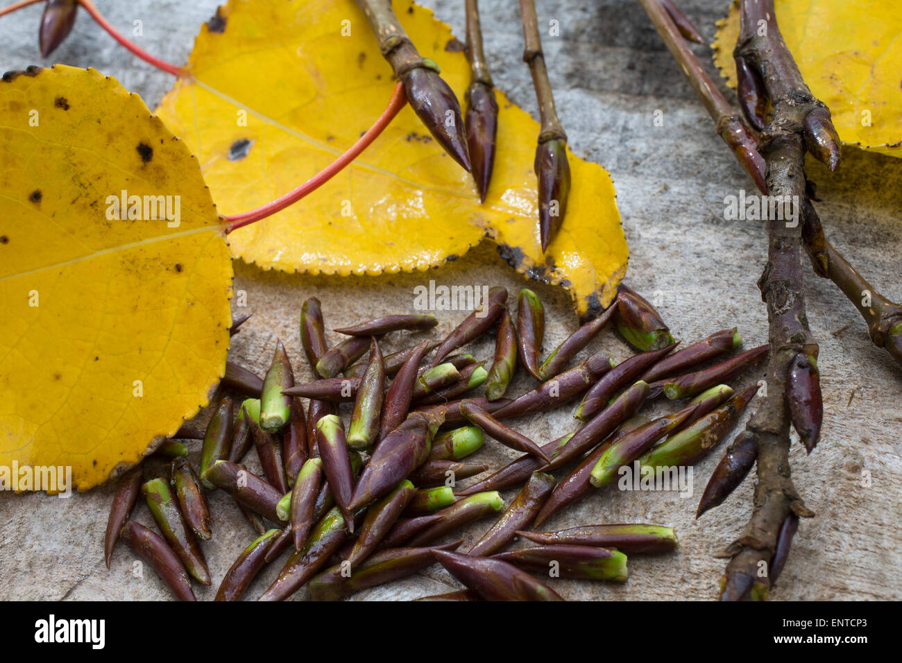 Balsam poplar, bud, buds, Balsam-Pappel, Balsampappel, harzige Knospen ...