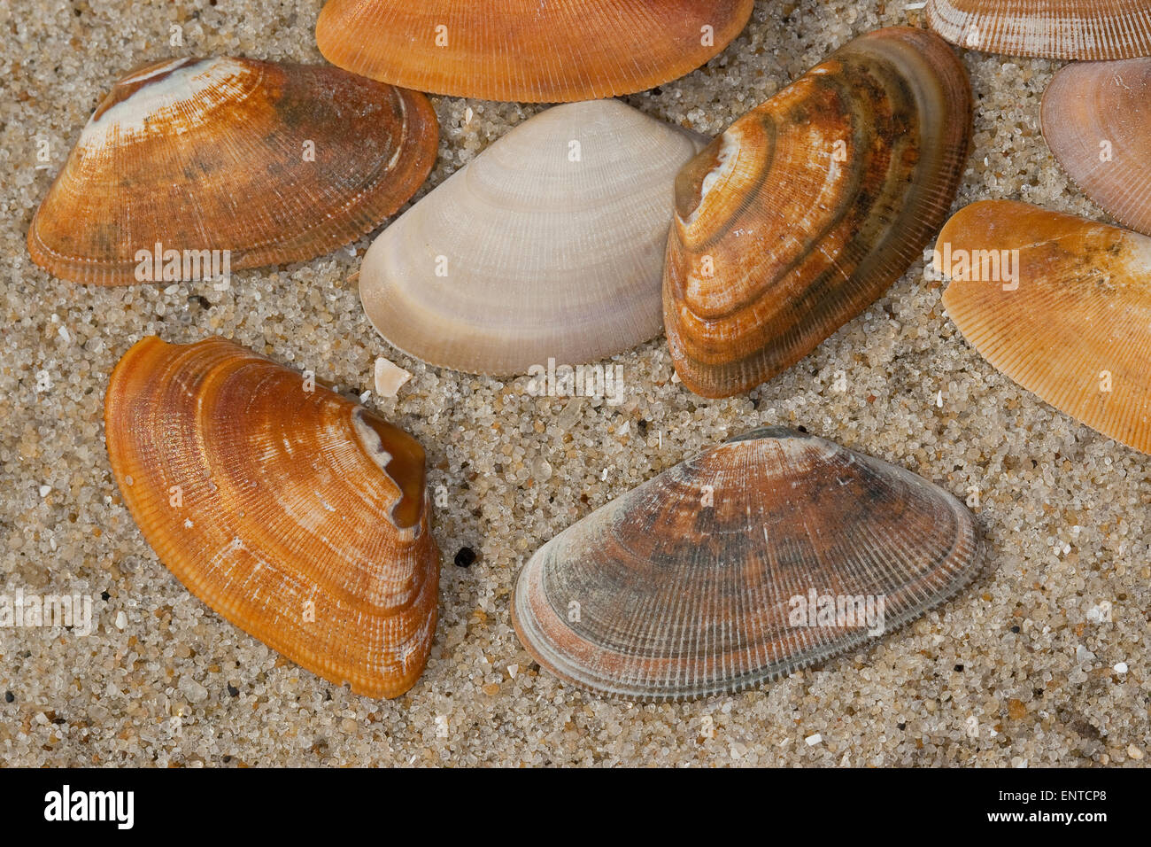Banded wedge clam, Banded Donax, banded wedge-shell, Sägezähnchen ...
