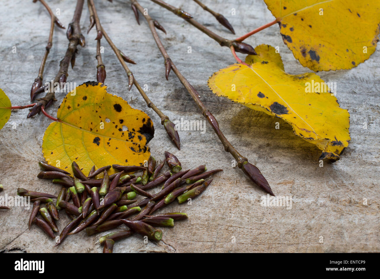 Balsam poplar, bud, buds, Balsam-Pappel, Balsampappel, harzige Knospen ...