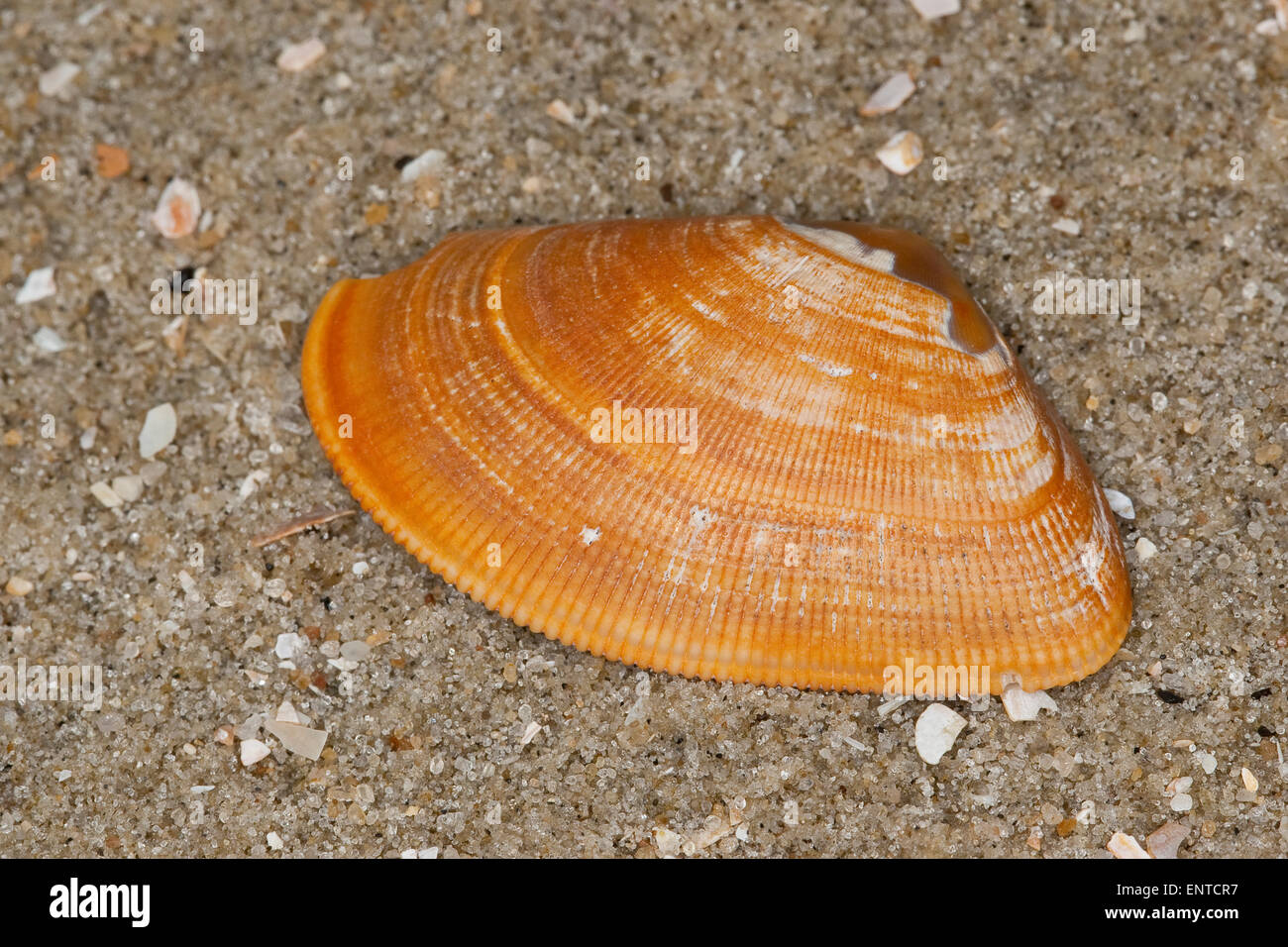 Banded wedge clam, Banded Donax, banded wedge-shell, Sägezähnchen ...
