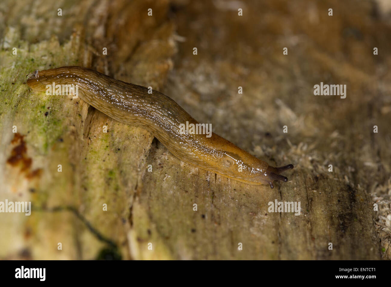 Dusky Arion, Dusky Slug, Dusky Arion Slug, Braune Wegschnecke ...
