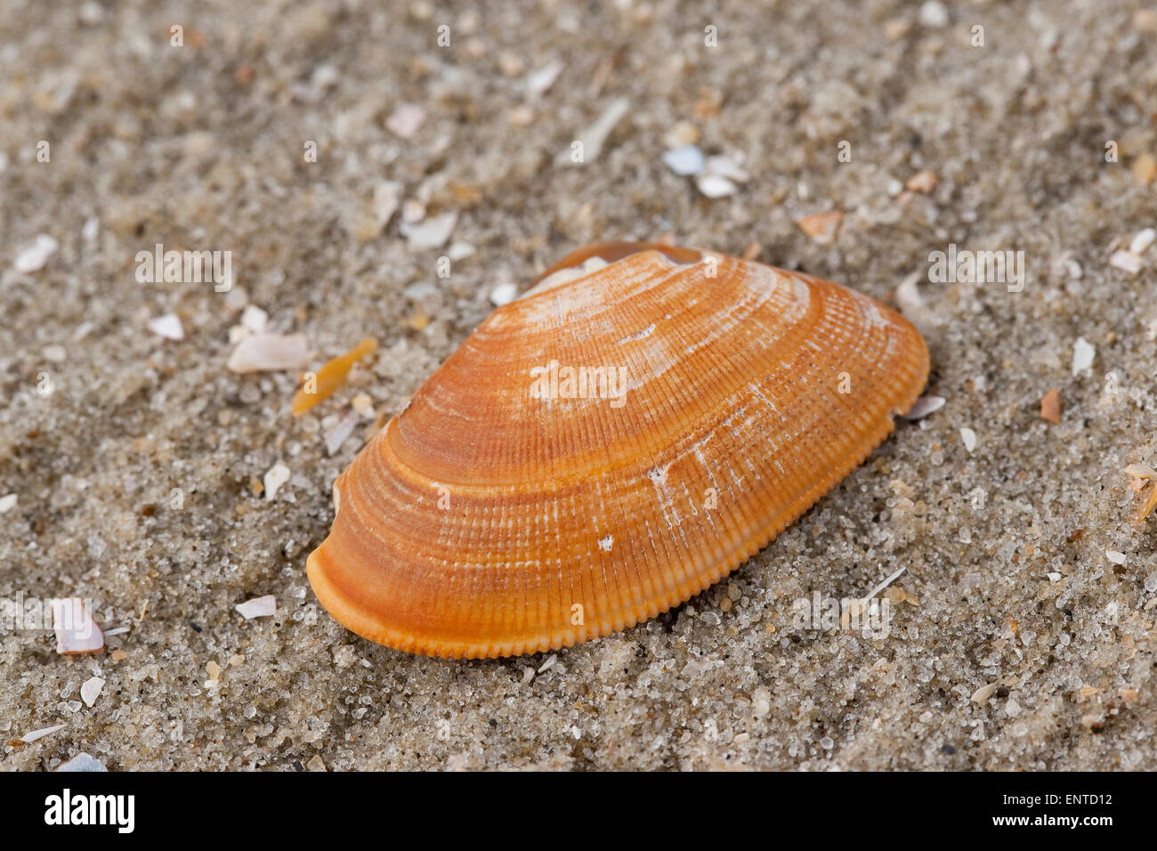 Banded wedge clam, Banded Donax, banded wedge-shell, Sägezähnchen ...