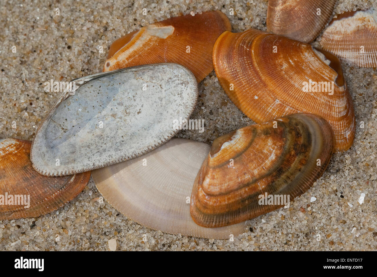 Banded wedge clam, Banded Donax, banded wedge-shell, Sägezähnchen ...