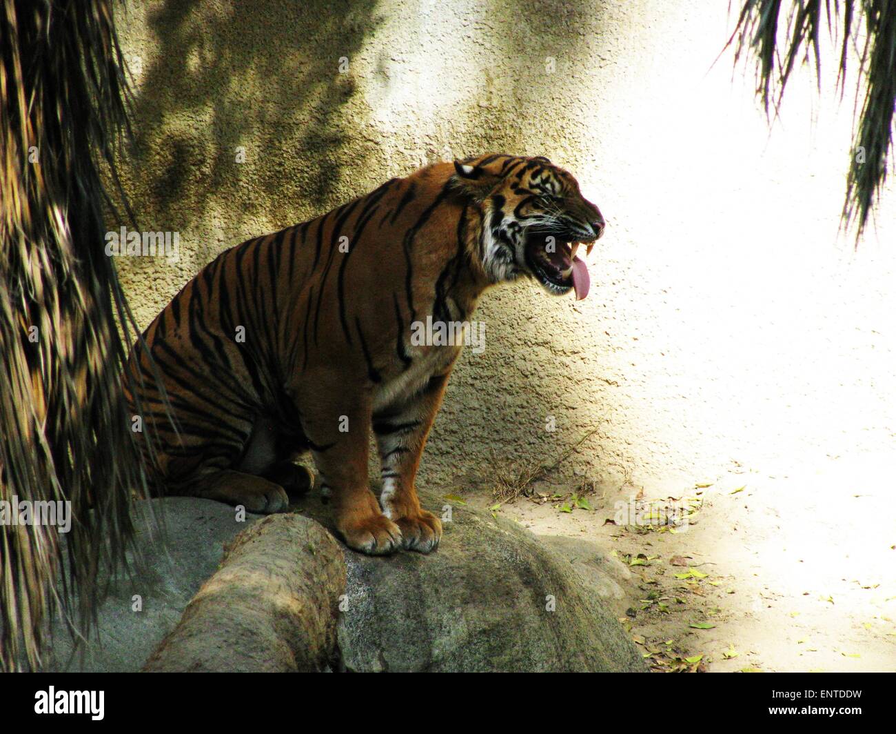 Tiger With Its Mouth Open High Resolution Stock Photography and Images ...