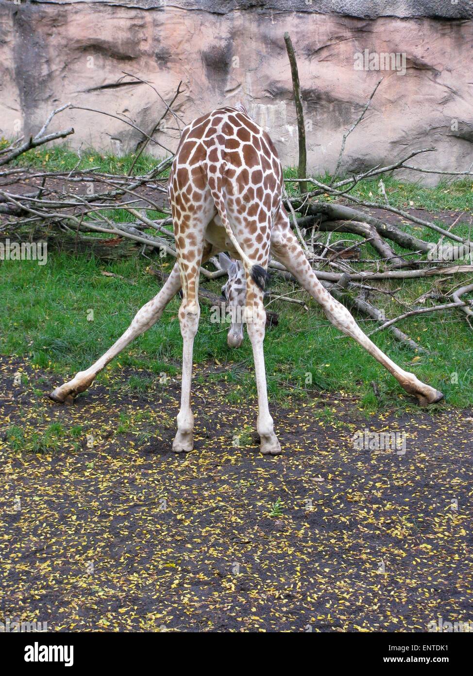 Giraffe Bending High Resolution Stock Photography and Images - Alamy