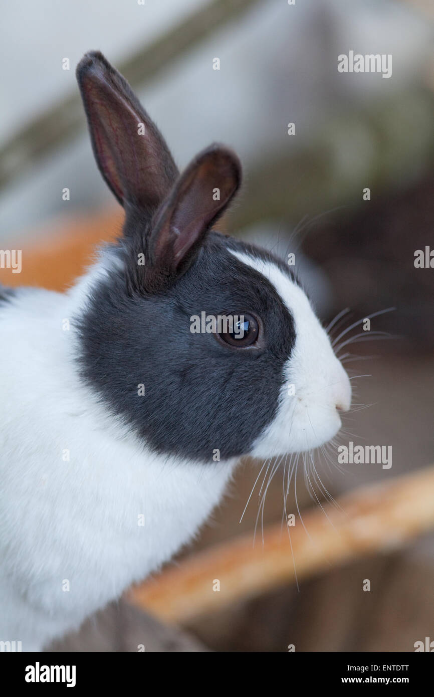 Dutch rabbit hi-res stock photography and images - Alamy