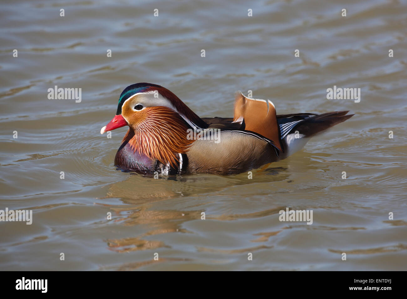 Rare duck species hi-res stock photography and images - Alamy