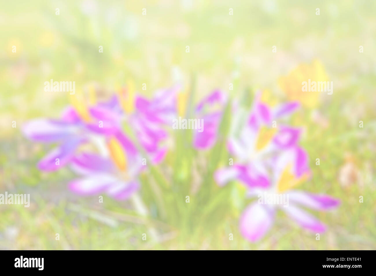 Blur background of flower hi-res stock photography and images - Alamy