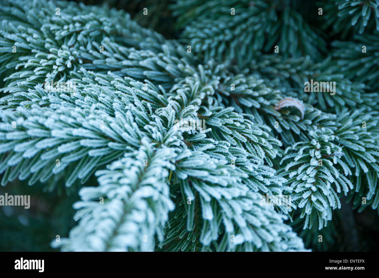 Close-up of a Sitka spruce fir tree branch covered in frost in winter ...