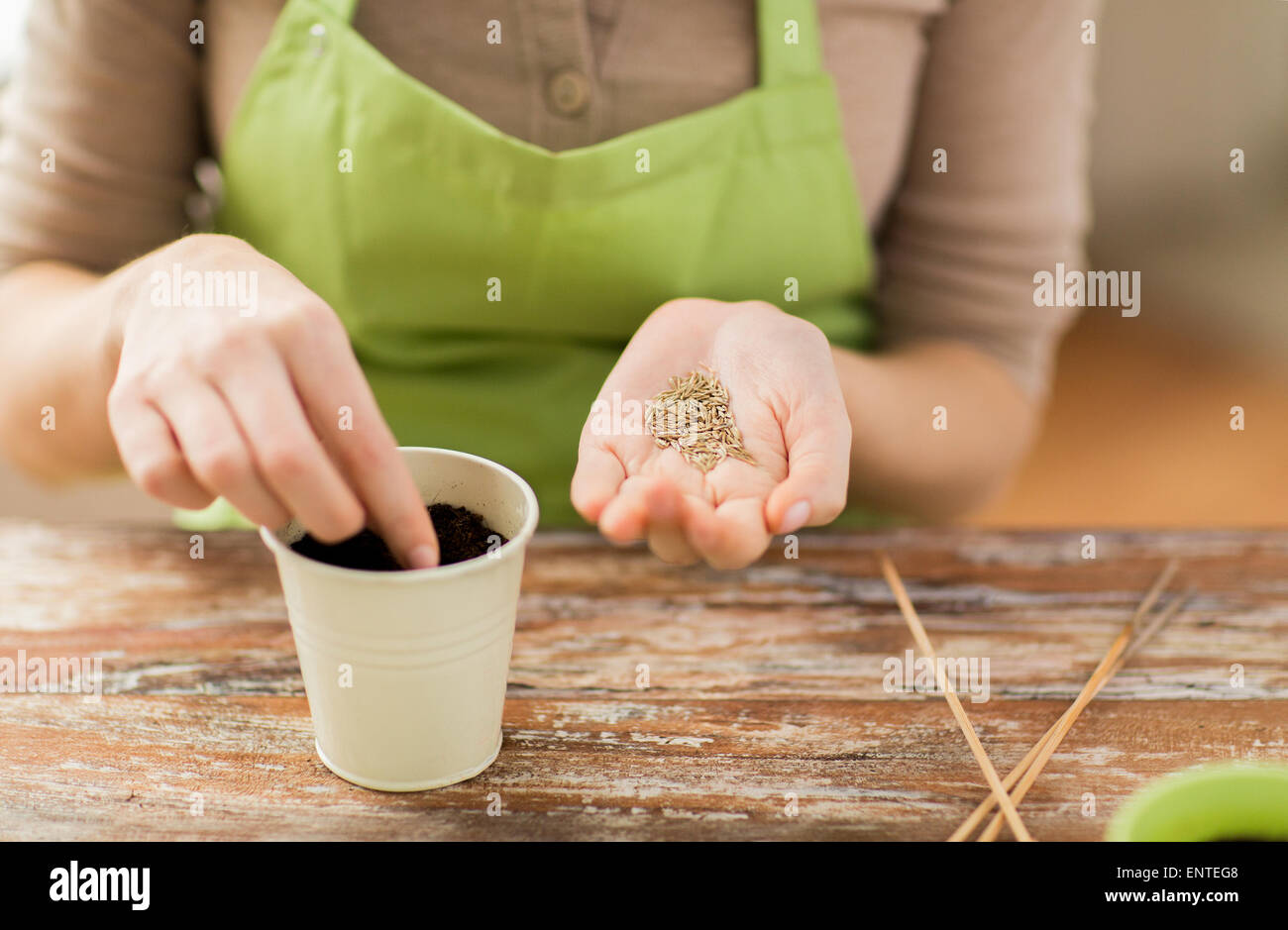 close up of woman sowing seeds to soil in pot Stock Photo - Alamy