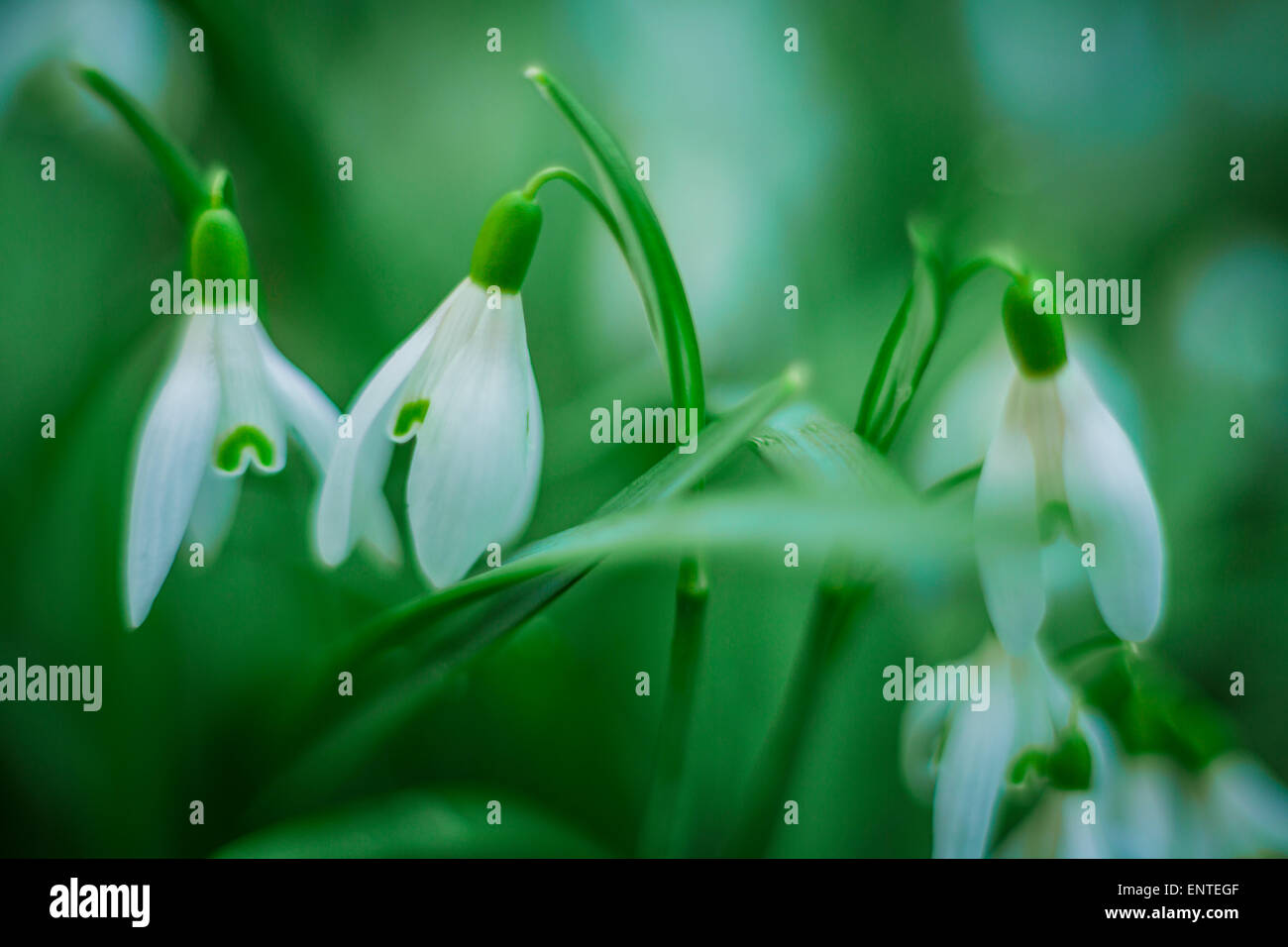 Snowdrops hi-res stock photography and images - Alamy