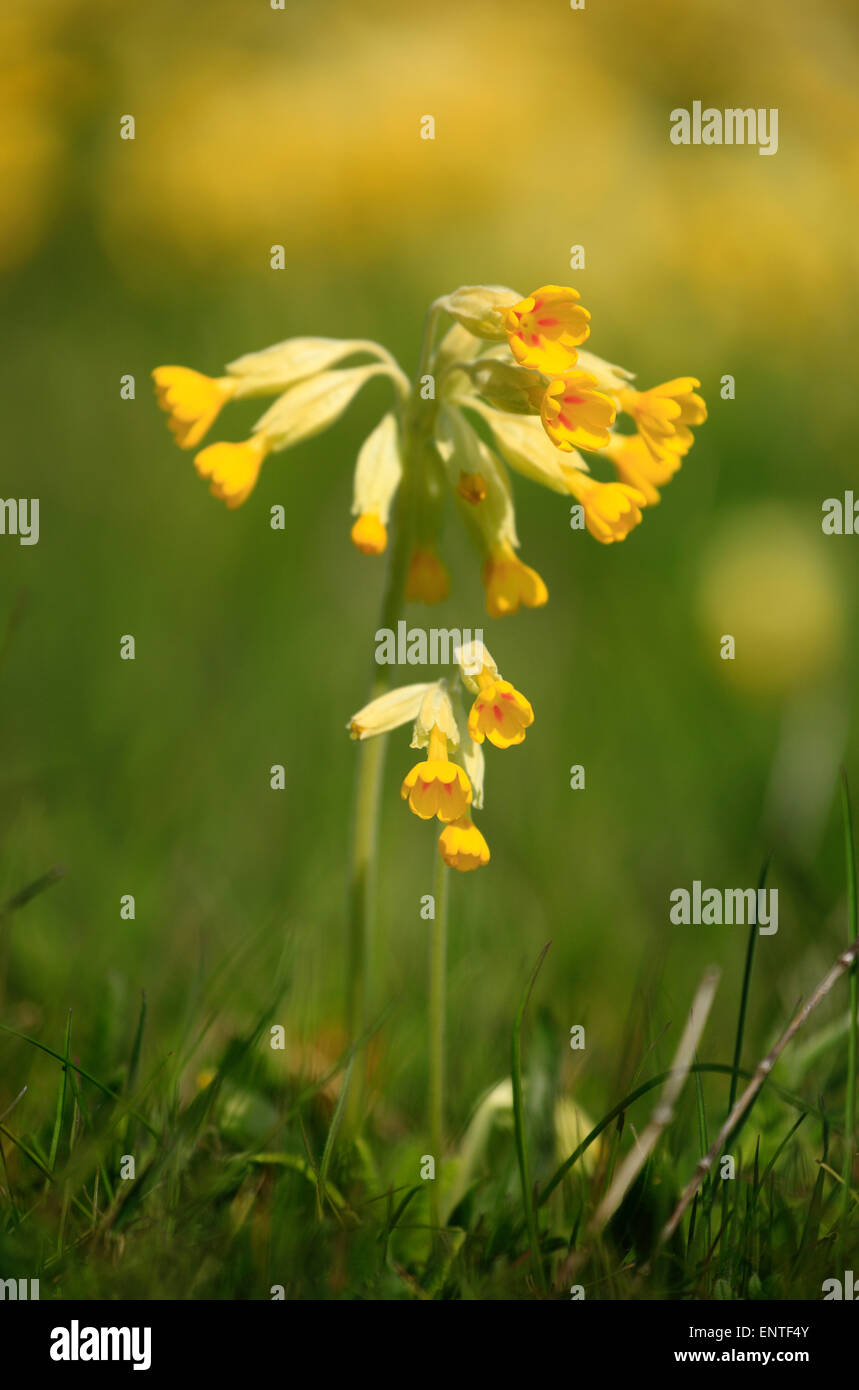 Cowslips in spring sunshine in a field in Norfolk, England, UK Stock ...