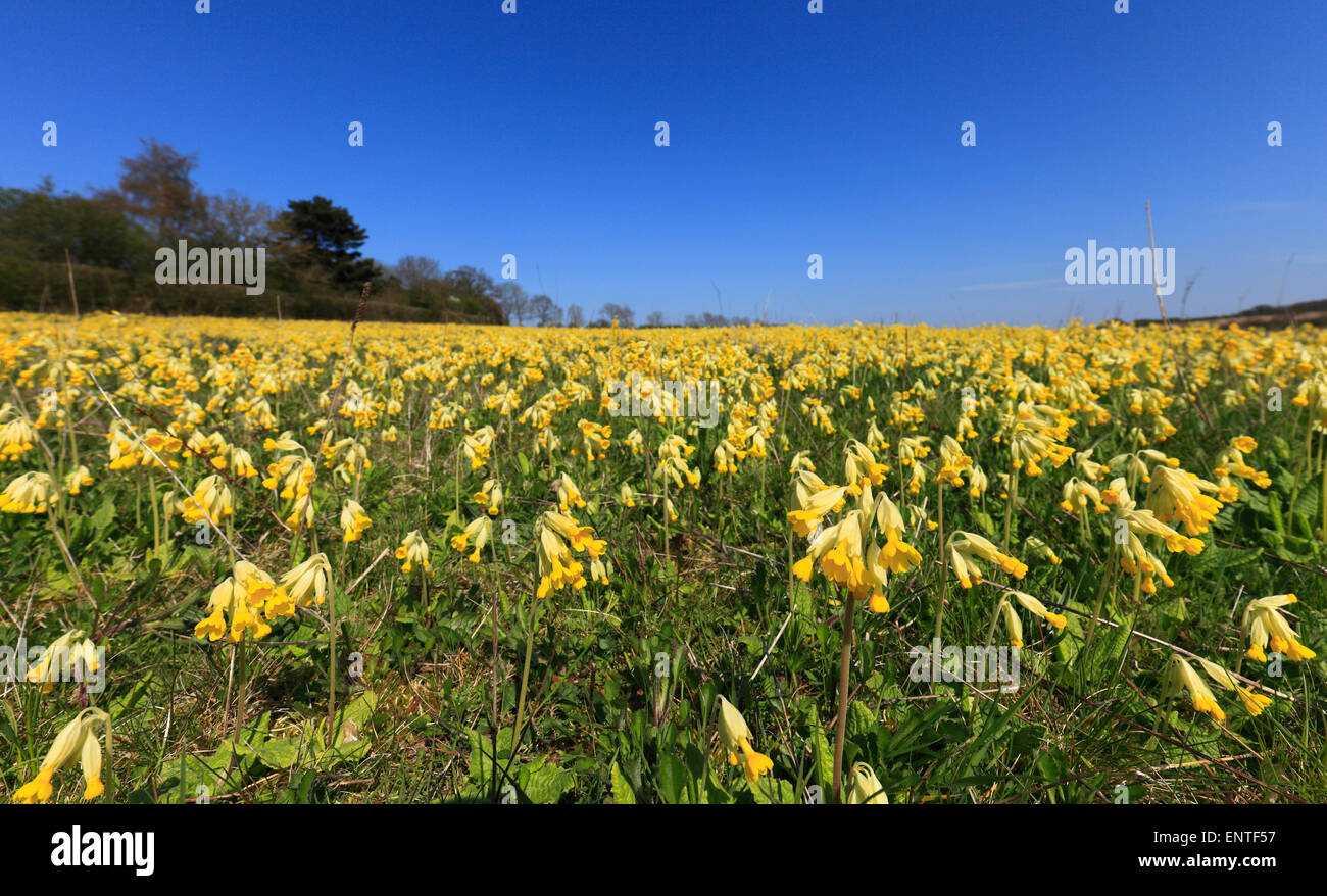 Cowslips in spring sunshine in a field in Norfolk, England, UK Stock ...