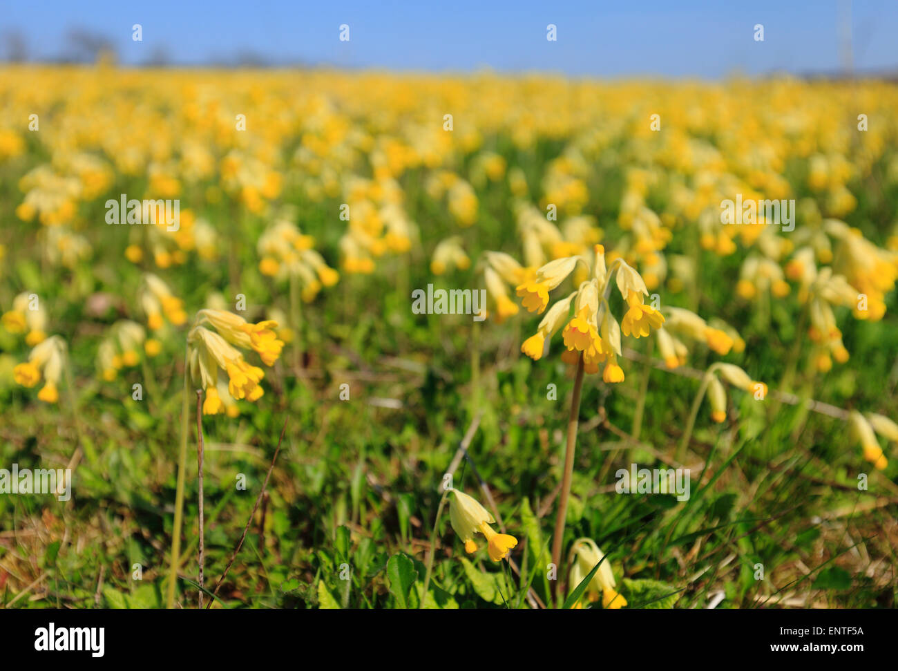 Cowslips in spring sunshine in a field in Norfolk, England, UK Stock ...