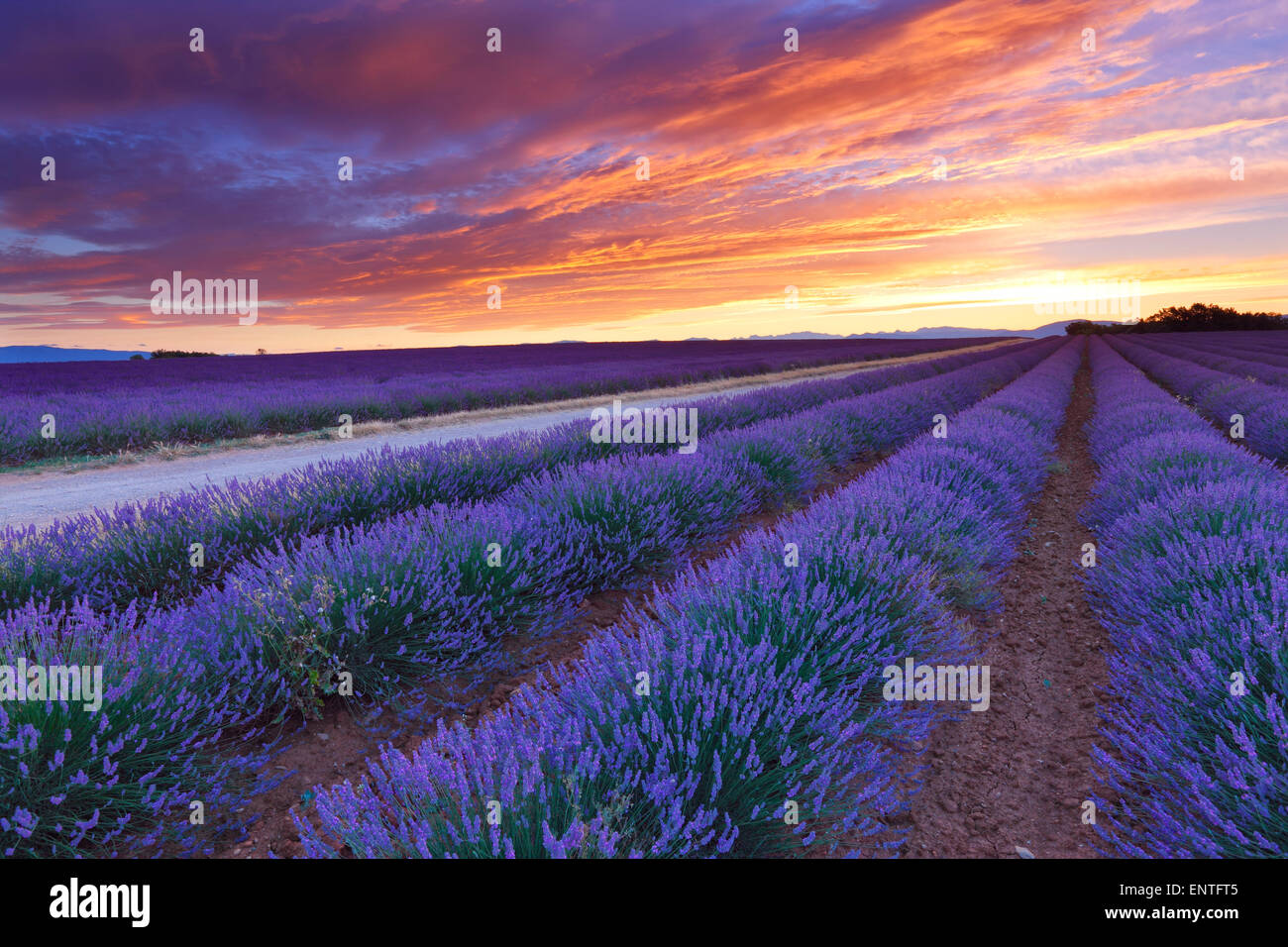 Sunrise over lavender field in Valensole, Provence, France Stock Photo ...