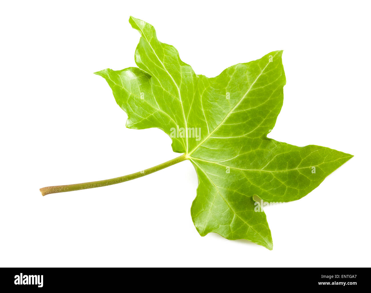 Ivy leaf isolated isolated on white background Stock Photo - Alamy