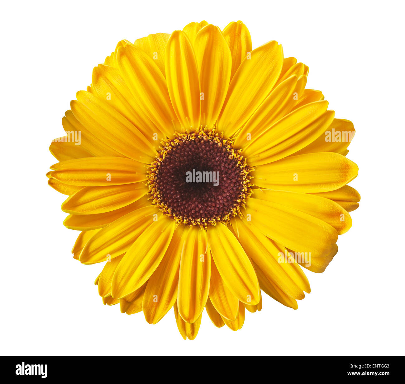 Yellow red gerberas Cut Out Stock Images & Pictures - Alamy