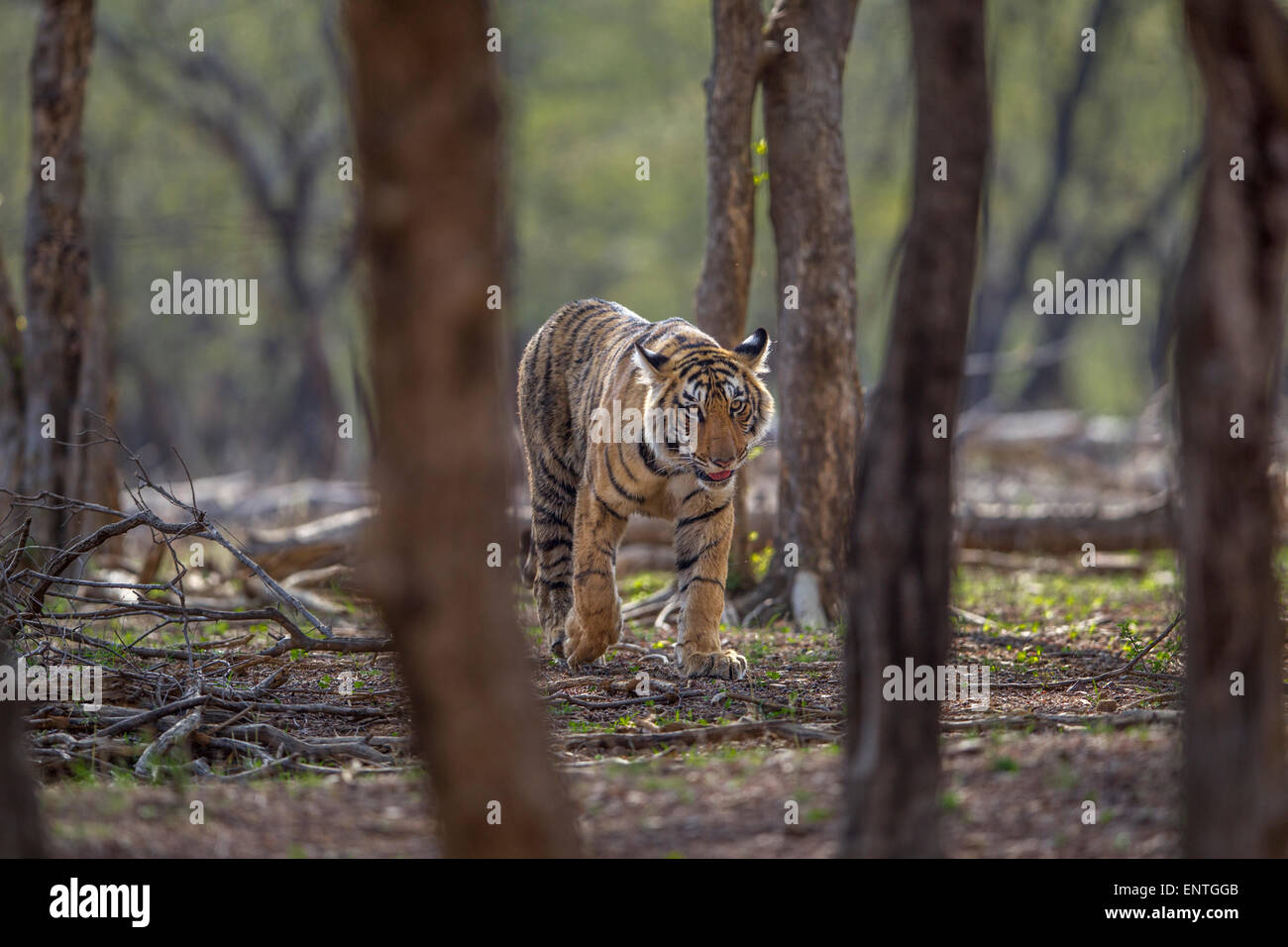A 13 month old Tiger walking near rajbaug area at Ranthambhore Forest ...