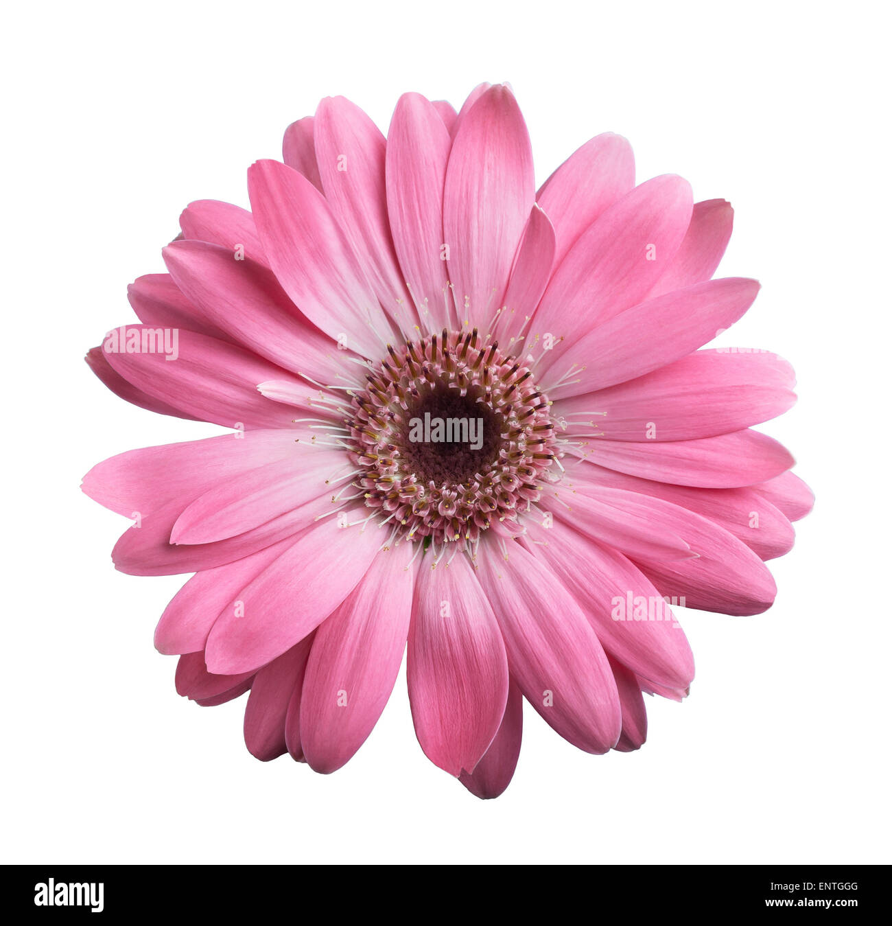 Pink gerbera daisy isolated on white Stock Photo - Alamy