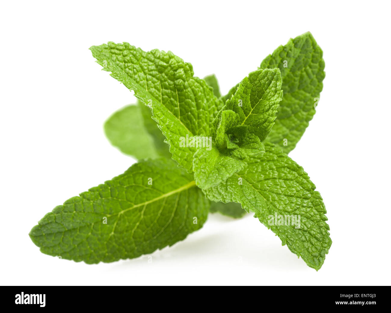 Fresh mint sprig isolated on white background Stock Photo - Alamy