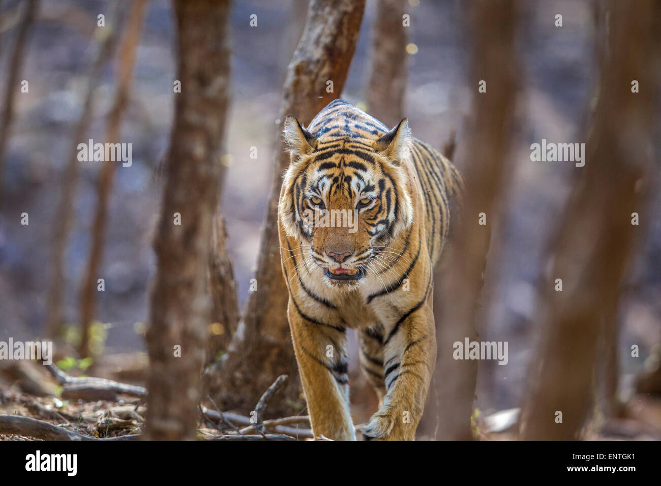 Bengal tiger tigress hi-res stock photography and images - Alamy