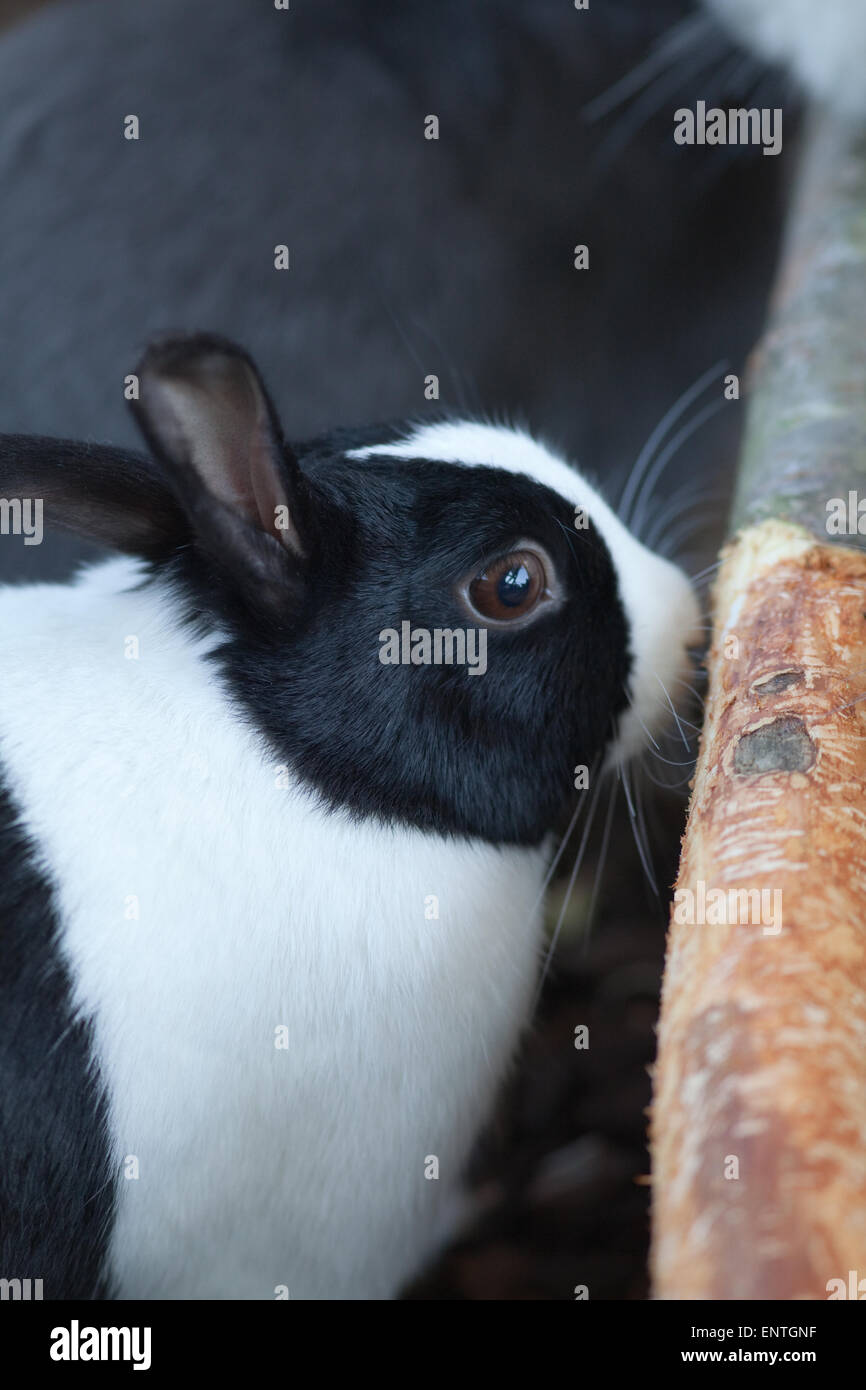 Rabbit (Oryctolagus cuniculus). 'Dutch' domestic breed, pet animal ...
