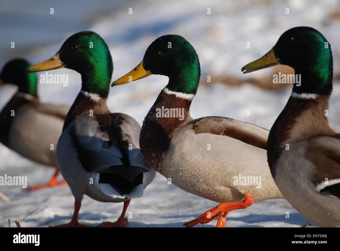 Mallart High Resolution Stock Photography and Images - Alamy