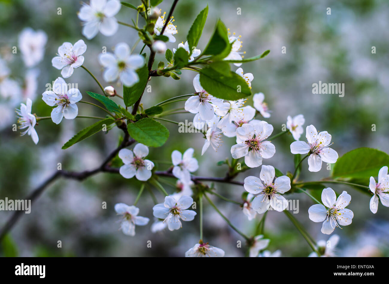 Flowers on branch hi-res stock photography and images - Alamy
