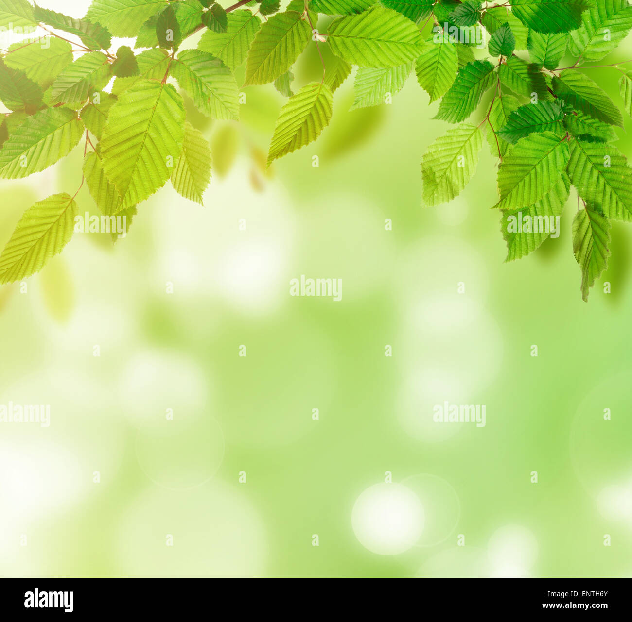 Green nature background, lots of copy space Stock Photo - Alamy