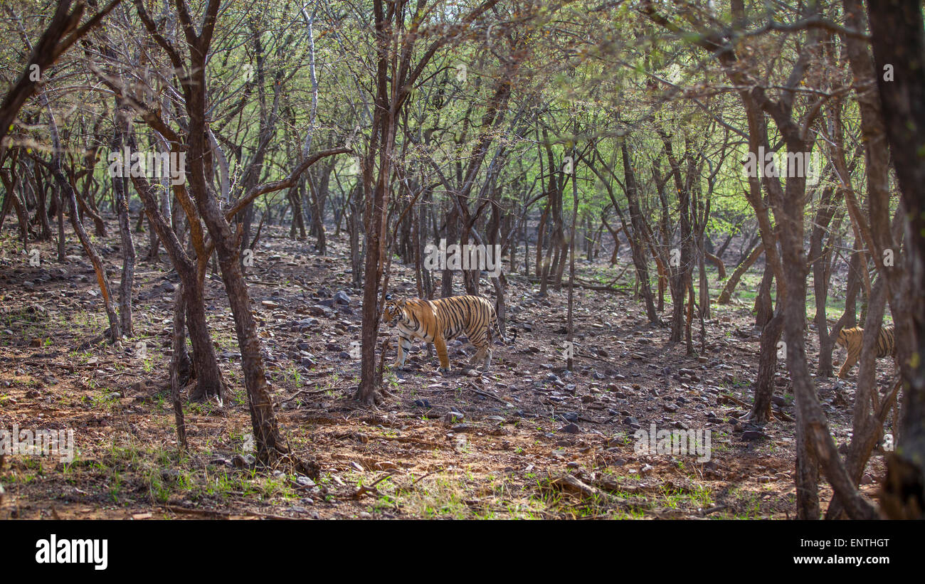Bengal Tigress with her Young one patrolling the territory Ranthambhore ...