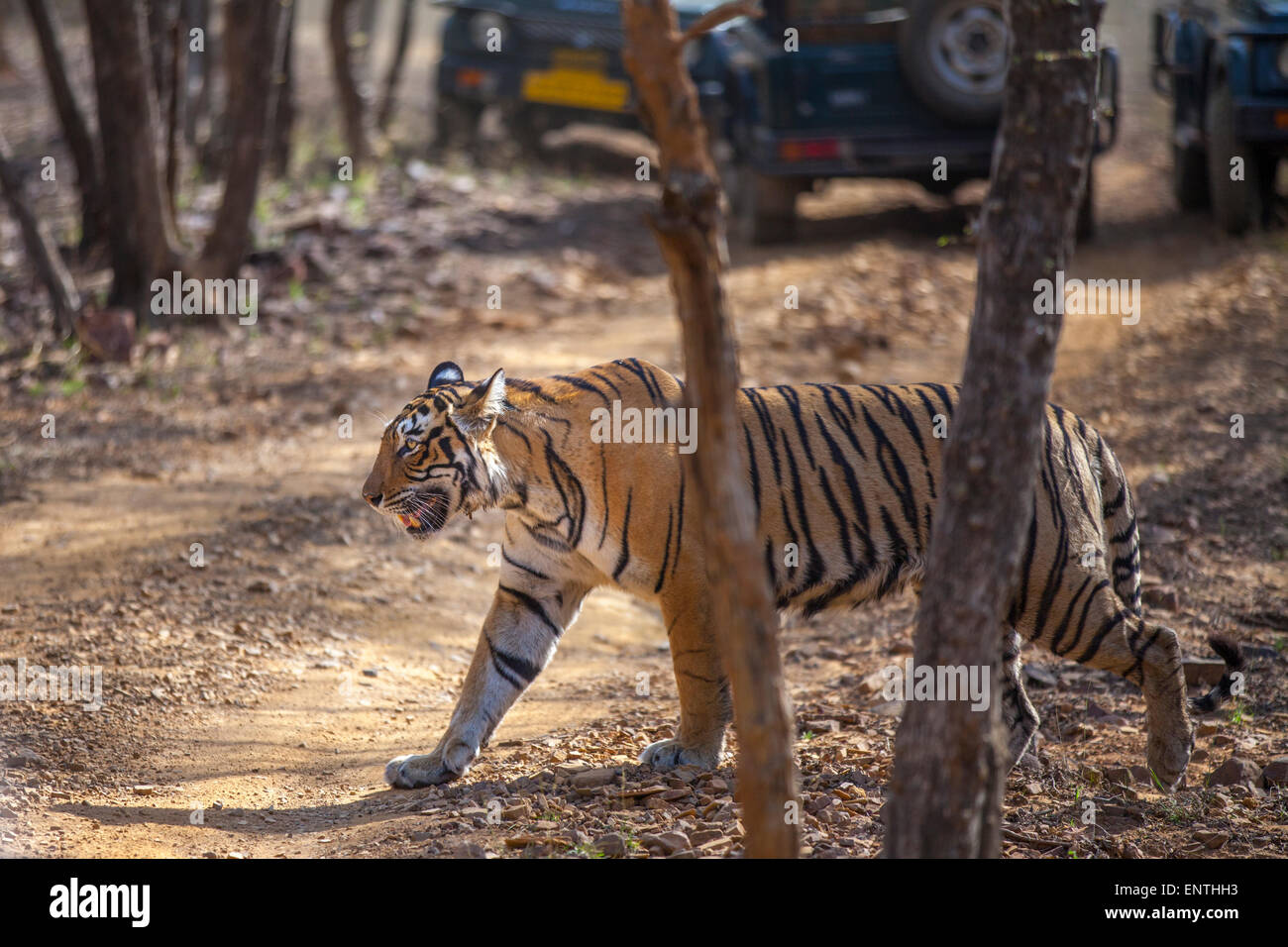 Bengal Tigress Prowling at Ranthambhore Forest, India. [Panthera Tigris ...