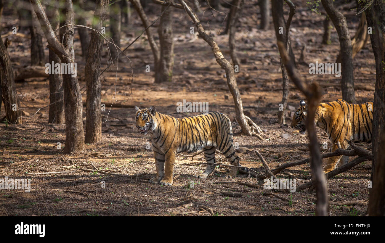 Young Tiger patrolling the territory with her mother at Ranthambhore ...