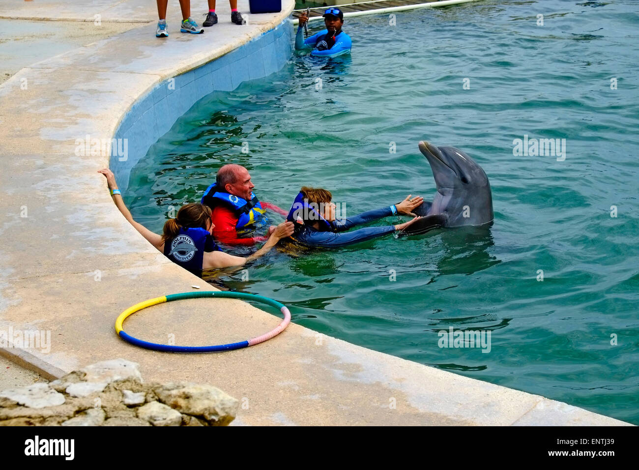 Dolphin interaction Costa Maya Mexico a stop on a Western Carribbean ...
