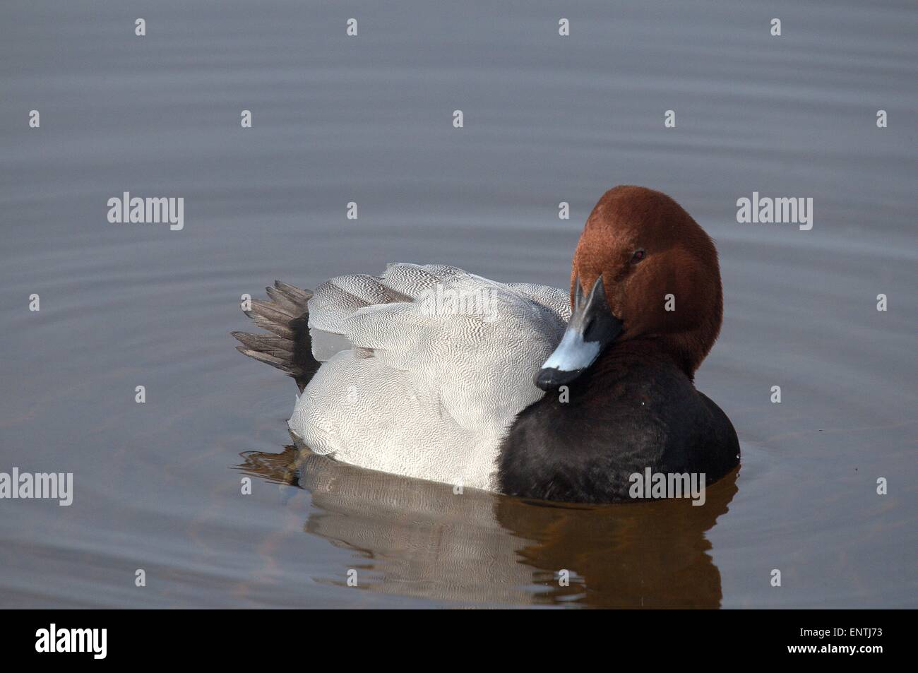 Male Redhead Duck High Resolution Stock Photography and Images - Alamy